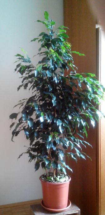 fikus benjamin 1.5m vrhunski