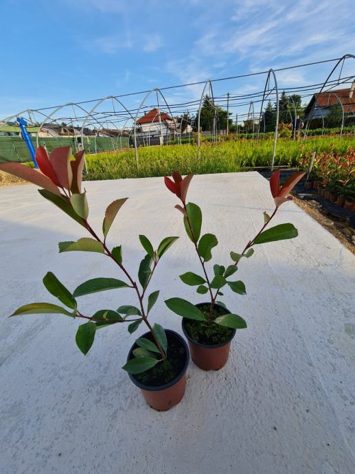 Fotinija sadnice, Photinia Red Robin Fotinija sadnice, Photinia Red Robin