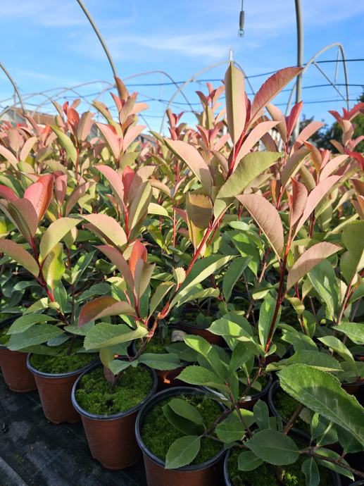 Fotinija sadnice, Photinia Red Robin