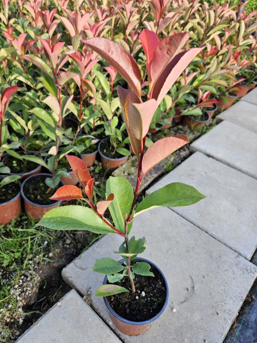 Fotinija sadnice, Photinia Red Robin