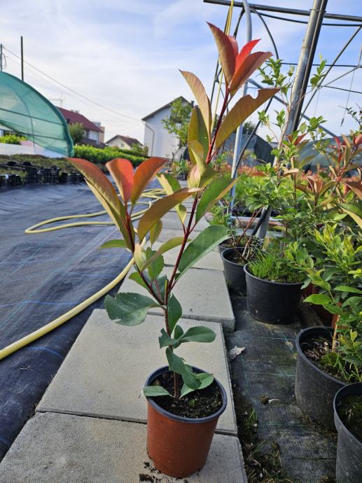 Fotinija sadnice, Photinia Red Robin Fotinija sadnice, Photinia Red Robin