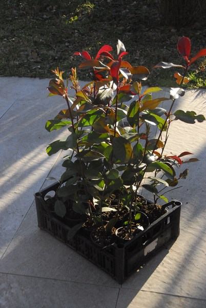 Fotinija Red Robin , Photinia , Crvena živica , lovorvišnja Fotinija Red Robin , Photinia , Crvena živica , lovorvišnja