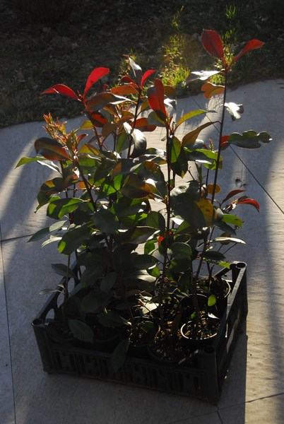 Fotinija Red Robin , Photinia , Crvena živica , lovorvišnja Fotinija Red Robin , Photinia , Crvena živica , lovorvišnja