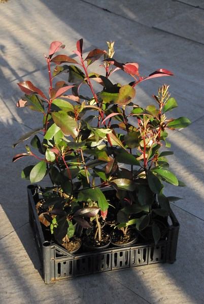 Fotinija Red Robin , Photinia , Crvena živica , lovorvišnja Fotinija Red Robin , Photinia , Crvena živica , lovorvišnja