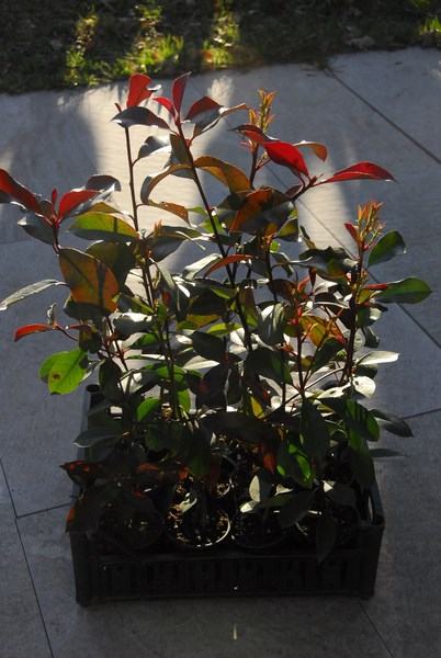 Fotinija Red Robin , Photinia , Crvena živica , lovorvišnja Fotinija Red Robin , Photinia , Crvena živica , lovorvišnja