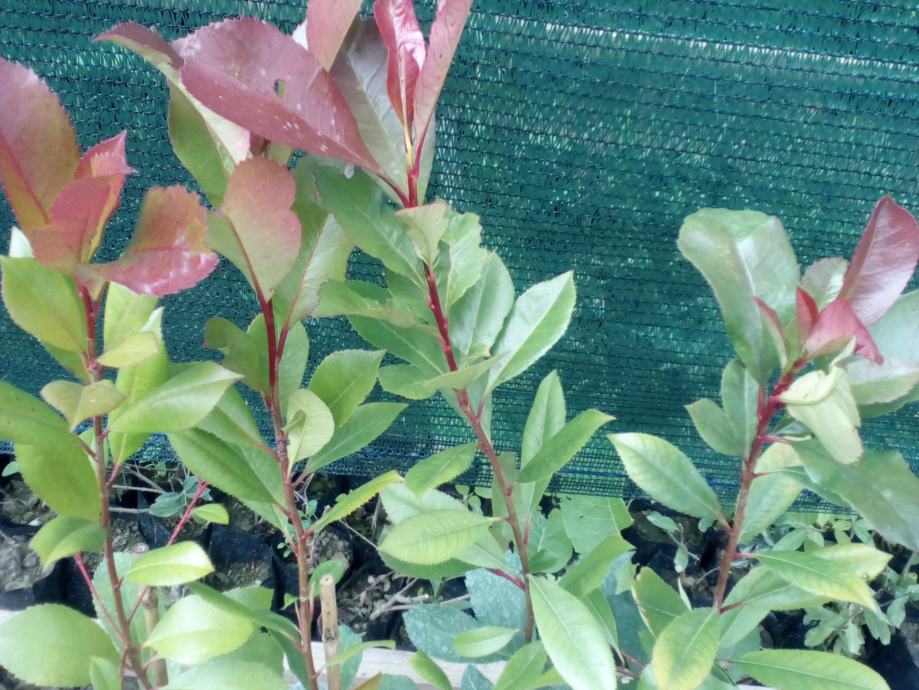 FOTINIJA RED ROBIN SADNICE