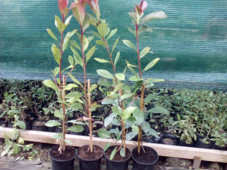 FOTINIJA RED ROBIN SADNICE