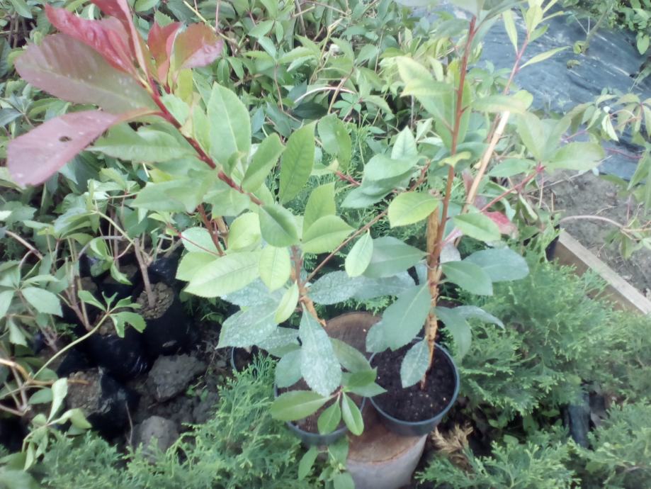 FOTINIJA RED ROBIN SADNICE