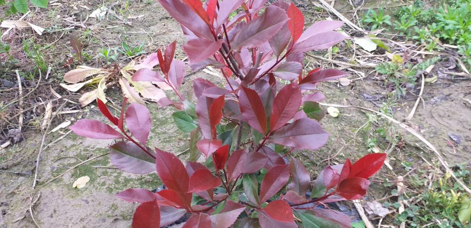 FOTINIJA RED ROBIN SADNICE