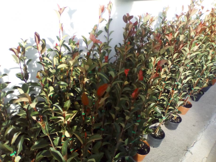 Fotinija živica / Photinia Red Robin 40 Kuna