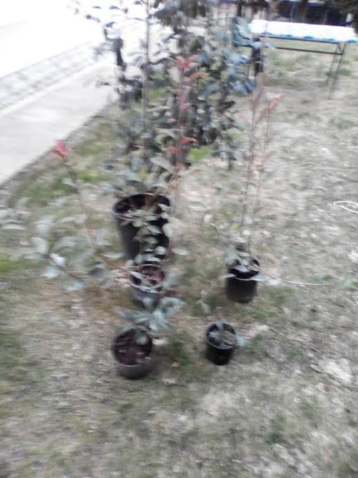 Fotinija živica / Photinia Red Robin 40 Kuna