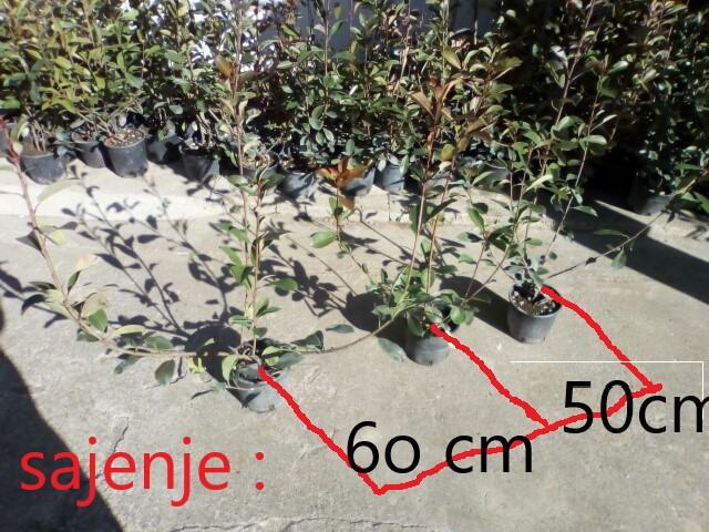 Fotinija živica / Photinia Red Robin 40 Kuna