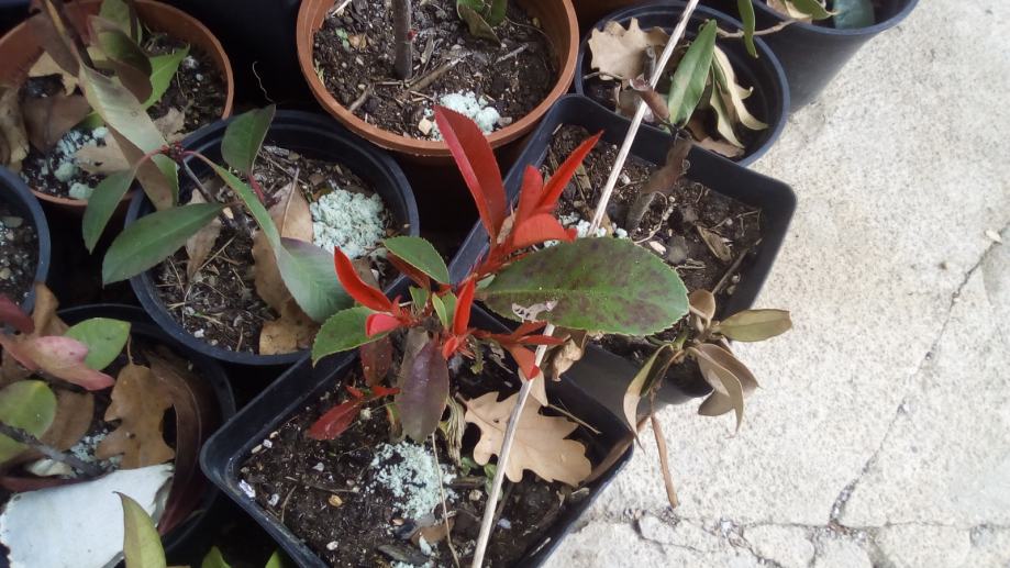 Fotinija živica / Photinia Red Robin 40 Kuna