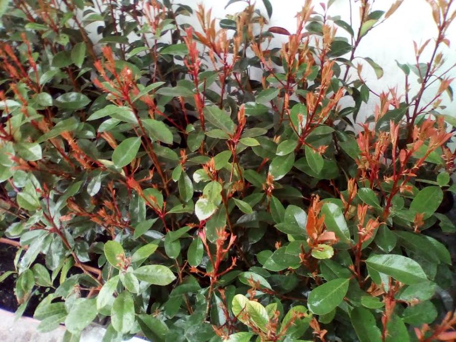 Fotinija živica / Photinia Red Robin 40 Kuna