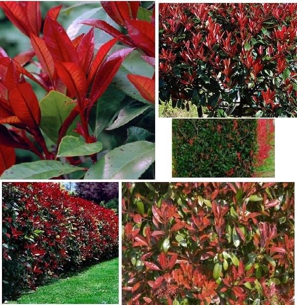 Fotinija živica / Photinia Red Robin 40 Kuna