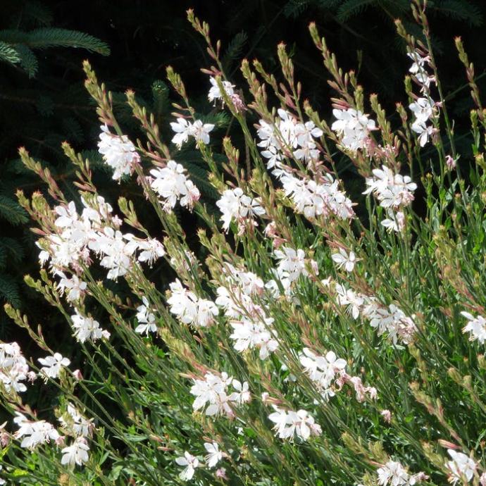 Gaura Lindheimeri The Bride / SADNICE