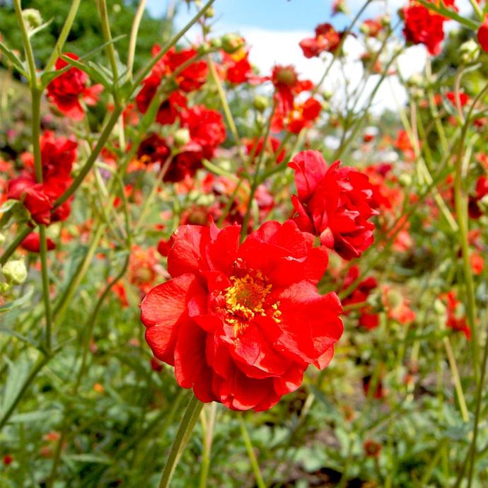 Geum Red / SADNICE