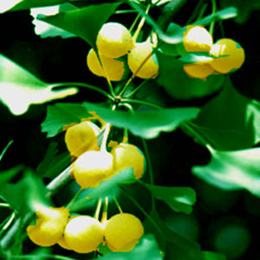 GINKGO BILOBA, sadnica stara 5 godina, ZIMOOTPORNO STABLO