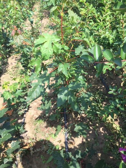 Gorski javor (acer pseudoplatanus) - sadnica