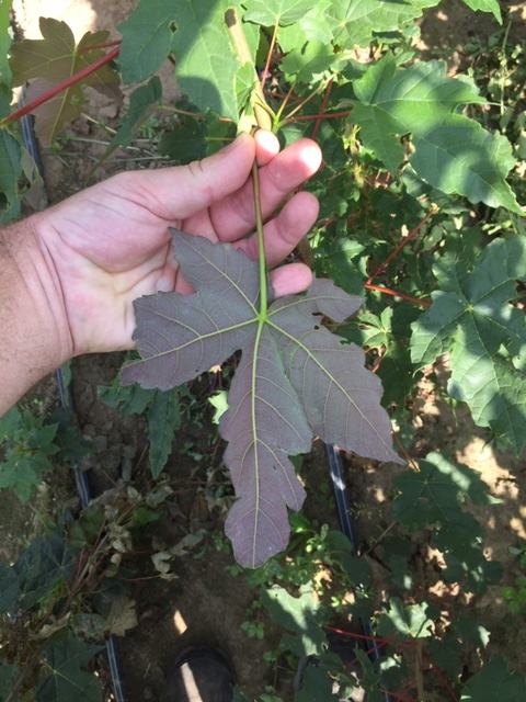 Gorski javor (acer pseudoplatanus) - sadnica
