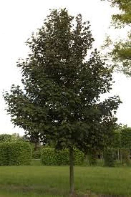 Gorski javor (acer pseudoplatanus) - sadnica