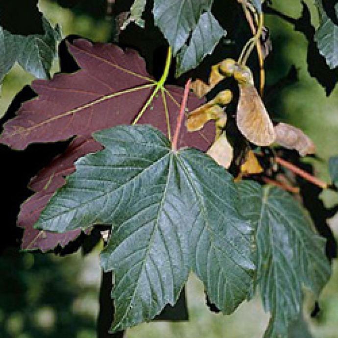 Gorski javor (acer pseudoplatanus) - sadnica