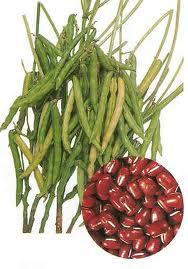 Grah Azuki 200 sjemenki...