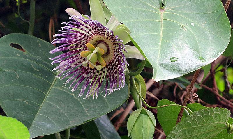 Granadilla, Pasiflora (Passiflora ligularis) - sjeme (sjemenke)
