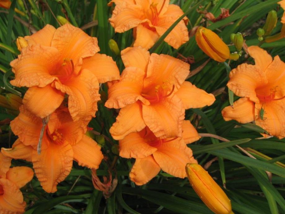 Graničica / Hemerocallis Bertie Ferris / SADNICE