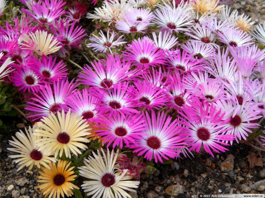 Livingstone / Kameni cvijet / Sjeme