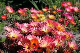 Livingstone / Kameni cvijet / Sjeme