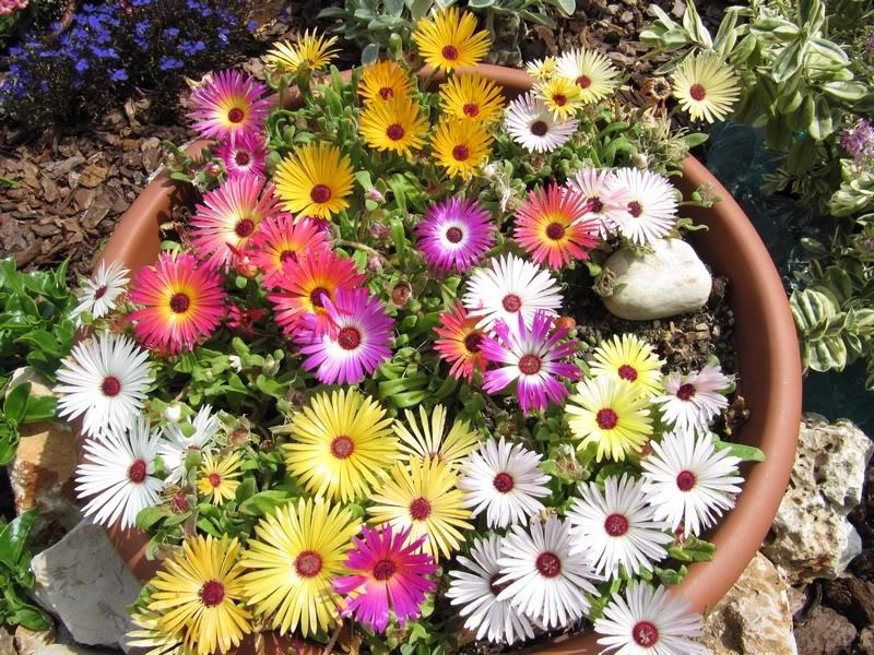 Livingstone / Kameni cvijet / Sjeme