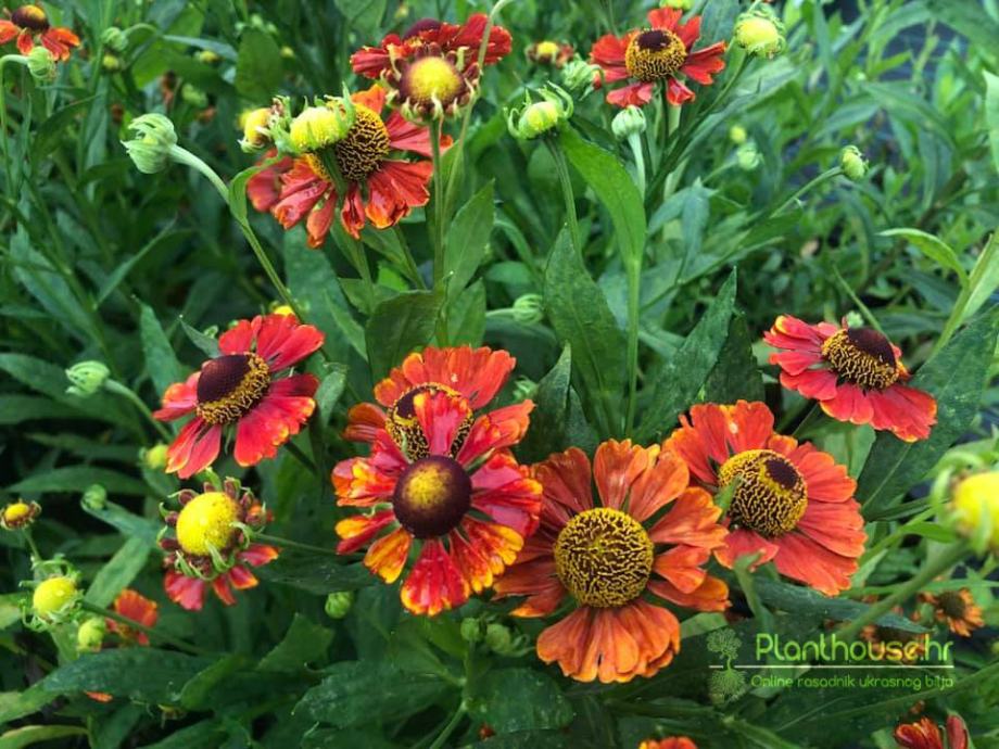 Helenium Chelsey / SADNICE