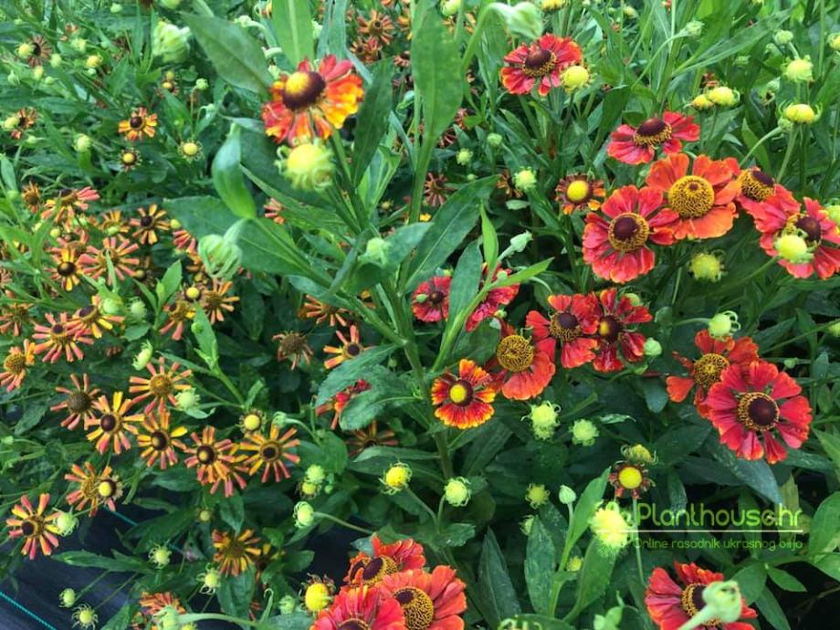 Helenium Chelsey / SADNICE