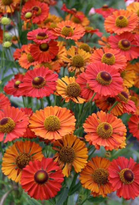 Helenium mix / Sjeme