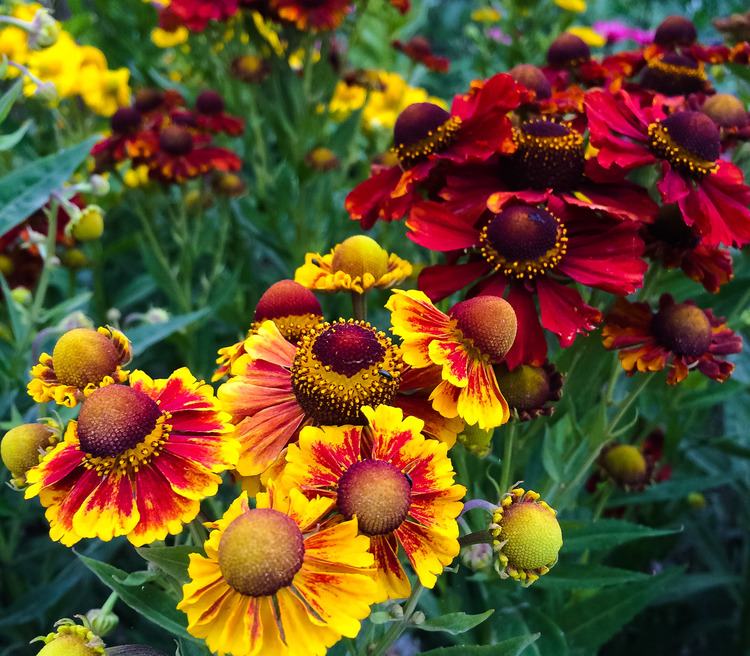 Helenium mix / Sjeme