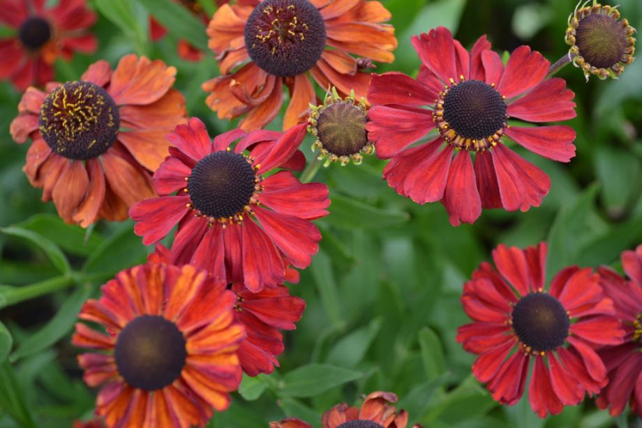 Helenium mix / Sjeme