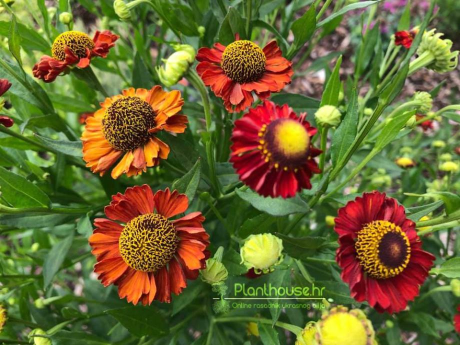 Helenium Potters wheel / SADNICE