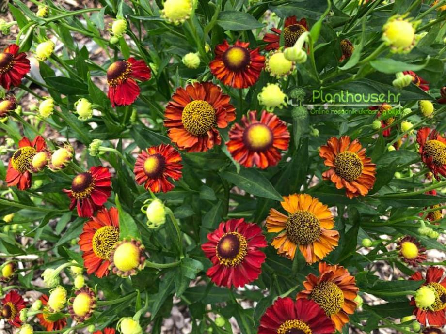 Helenium Potters wheel / SADNICE