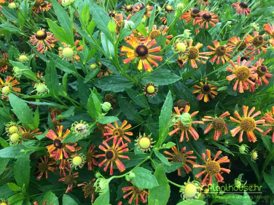 Helenium / Tie Die / Sjeme