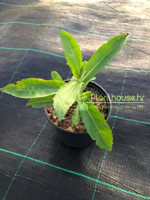 Helenium Tip Top / SADNICE