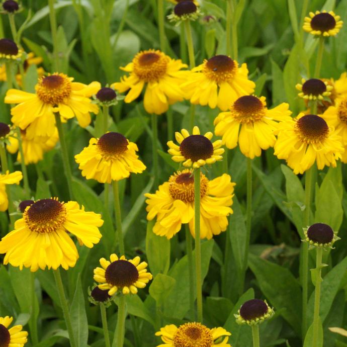 Helenium Tip Top / SADNICE