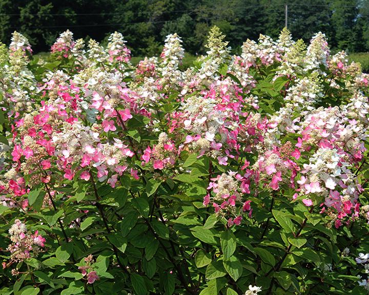 Hortenzija / Hydrangea Magical Fire / SADNICE