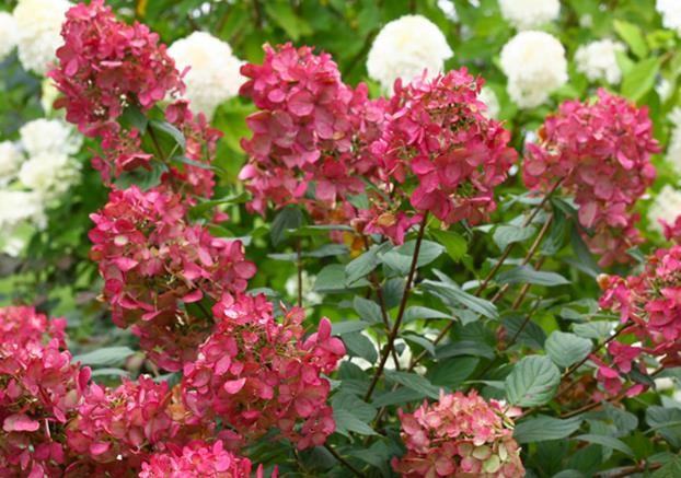 Hortenzija / Hydrangea Magical Fire / SADNICE