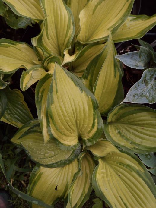 Hosta Albopicta - sadnice