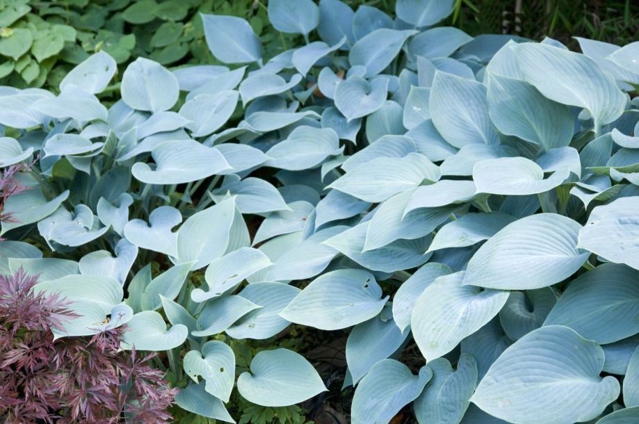 Hosta Canadian Blue / SADNICE