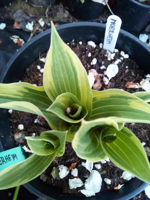 Hosta - MOERHEIM - sadnice