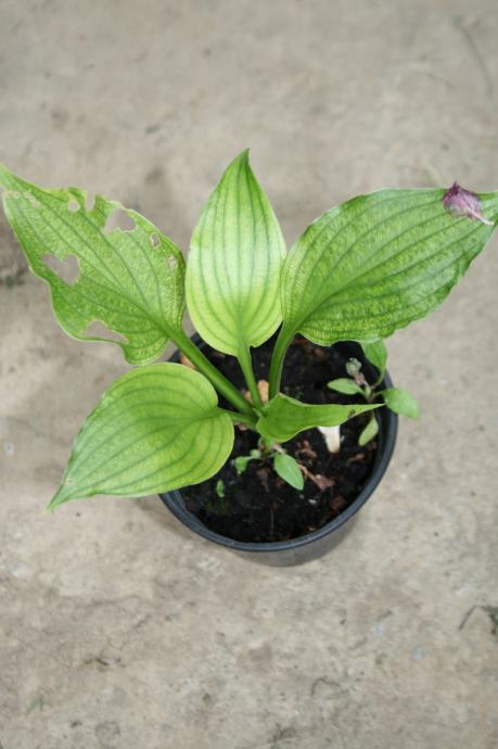 Hosta