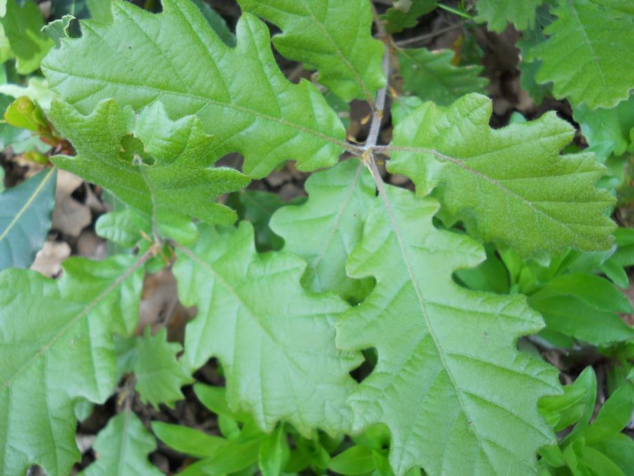 Hrast Medunac, sadnica