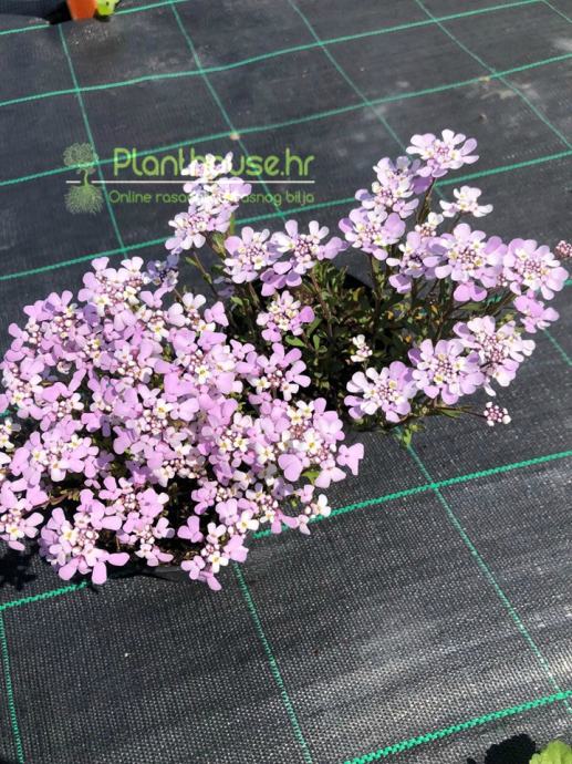 Iberis Pink Ice / Candytuft / SADNICE